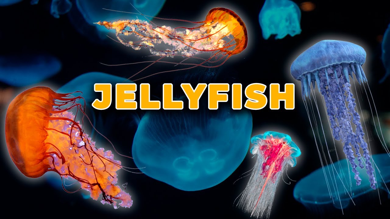 Jellyfish Aquarium | Relaxing Music | Sea Animals - YouTube
