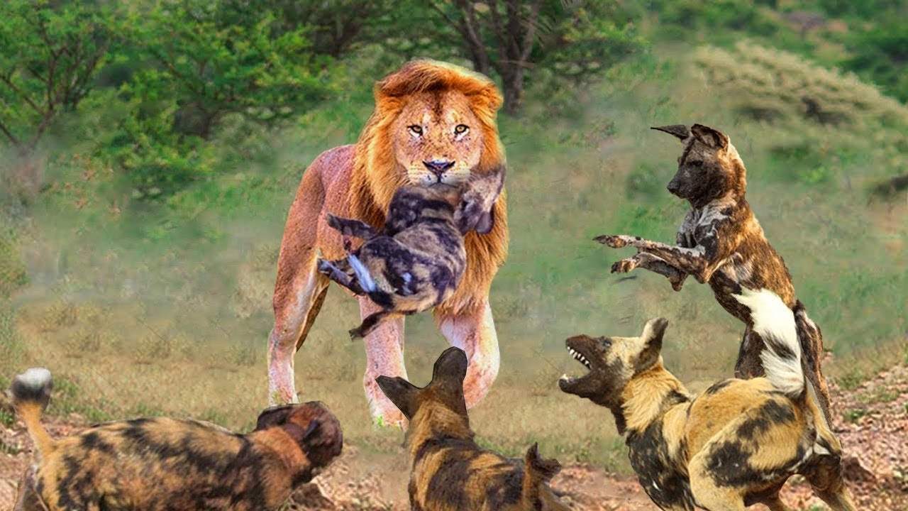 Horror Scene When Bloodthirsty Wild Dogs Attack The Lion King To Rescue ...