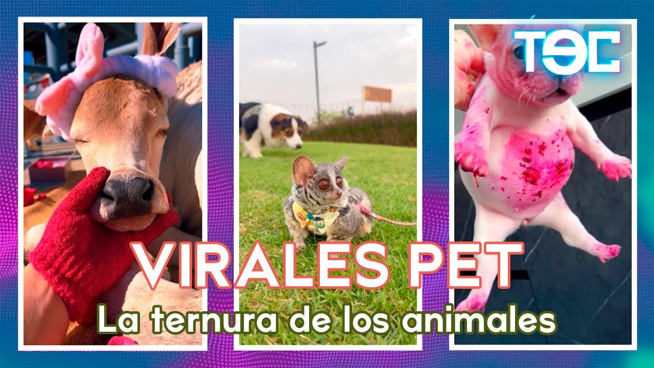 VIRALES PET: Las mascotas más tiernas del Internet - YouTube