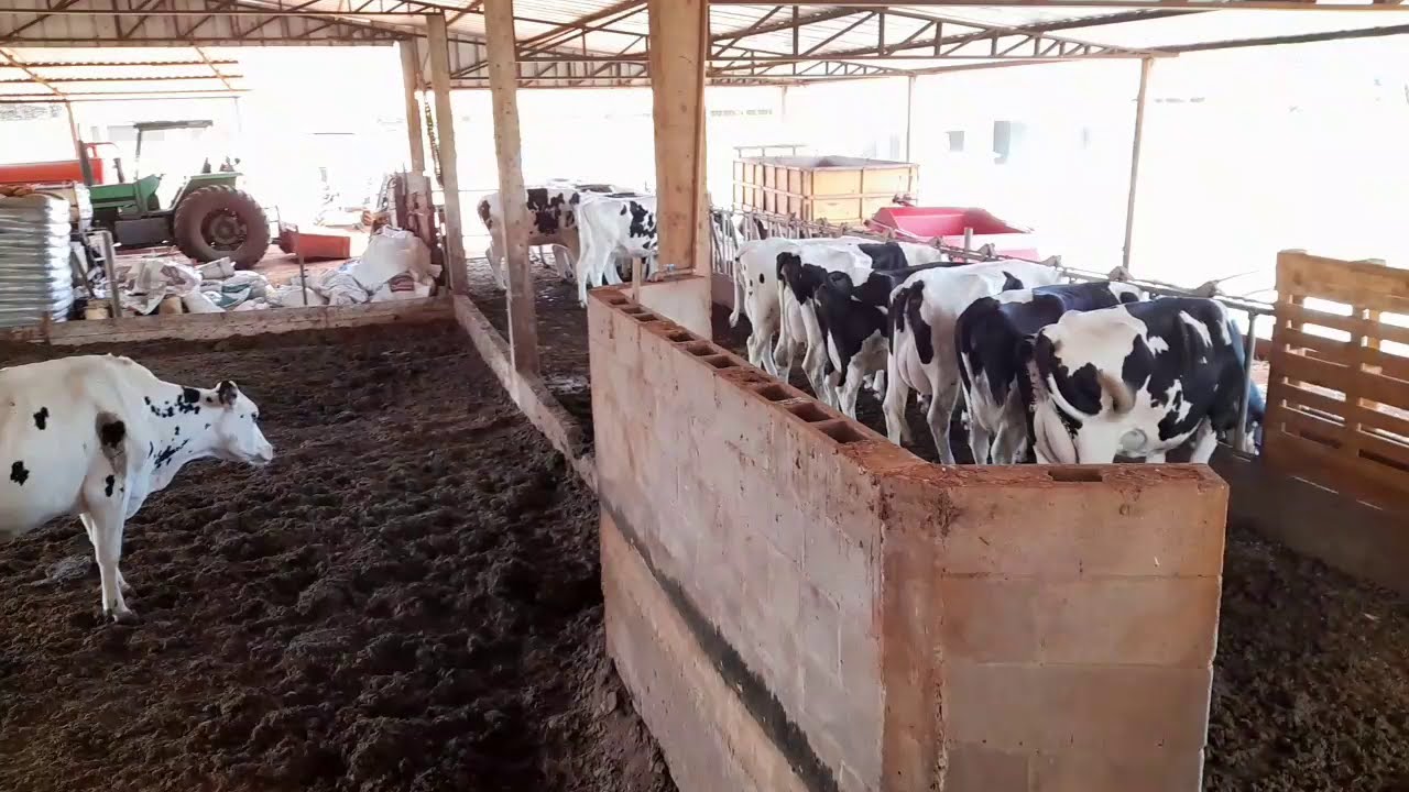 Compost Barn, projeto vacas Girolandas e Jersolandas... - YouTube