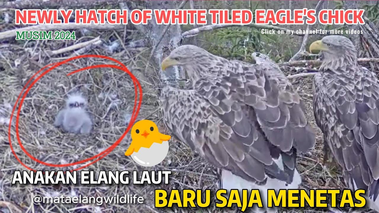 ANAKAN ELANG LAUT LDF BARU MENETAS🐣 - YouTube