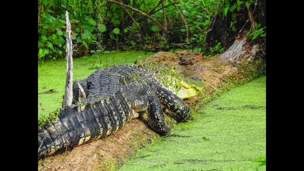 Wildlife at Circle B Bar Reserve #wildlifephotography #photography # ...