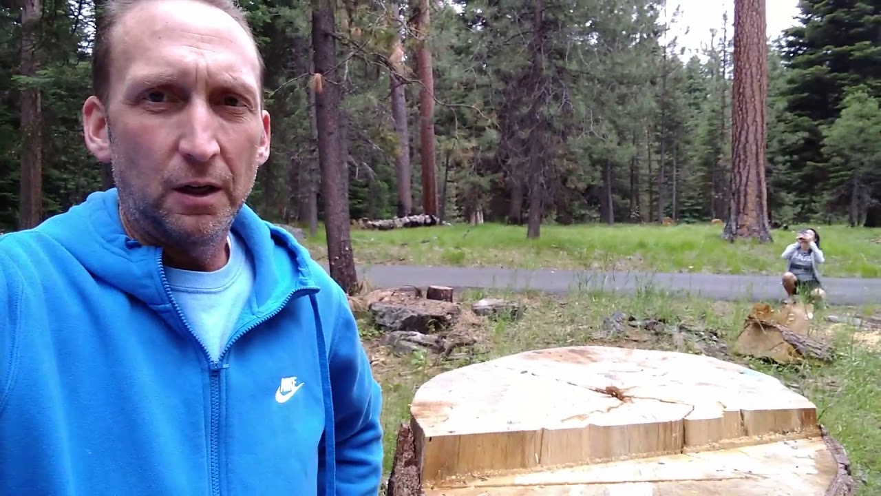 2019 July 9 - Ochoco Divide Campground - 350 Year Old Tree - YouTube