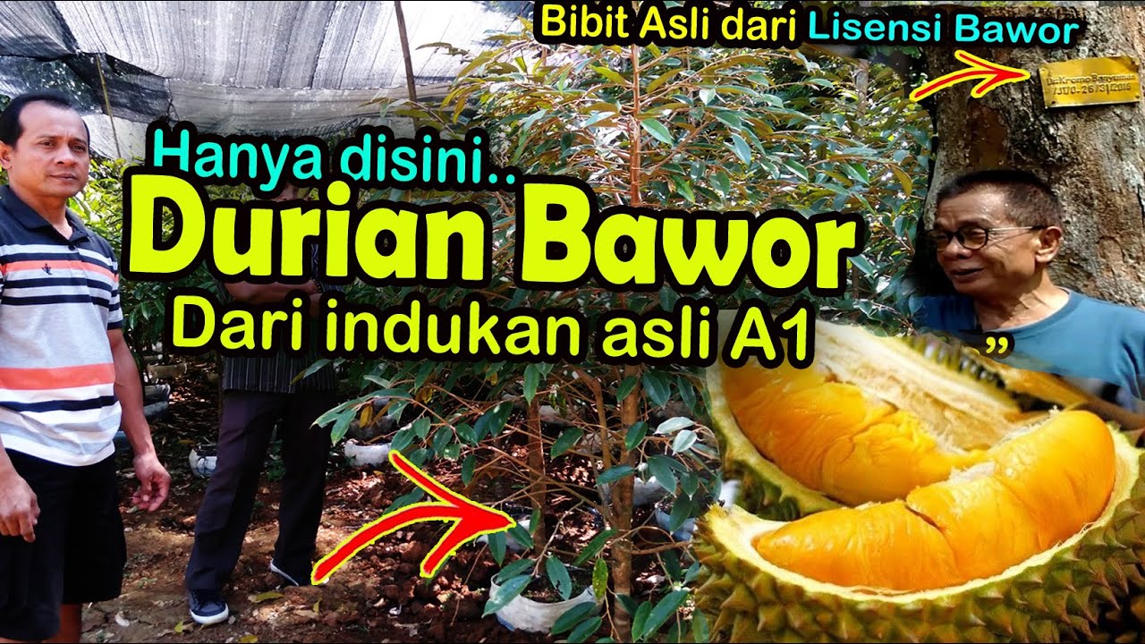 Bibit durian bawor Banyumas asli 0877-2603-5000 - YouTube