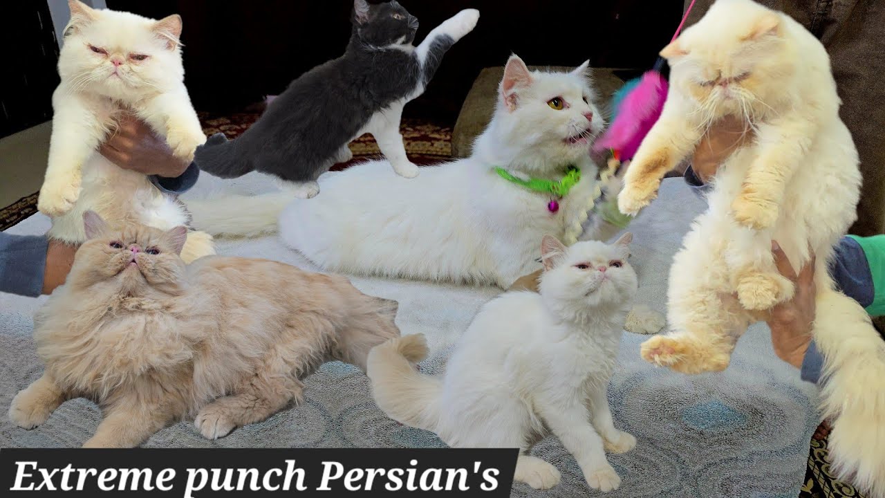 Extreme punch face Persian cat's & kittens available in Hyderabad ...