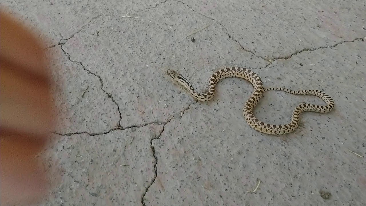 Baby Gopher Snake - YouTube