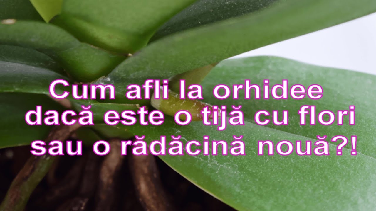 Cum afli la orhidee daca este tija florala sau radacina noua! - YouTube