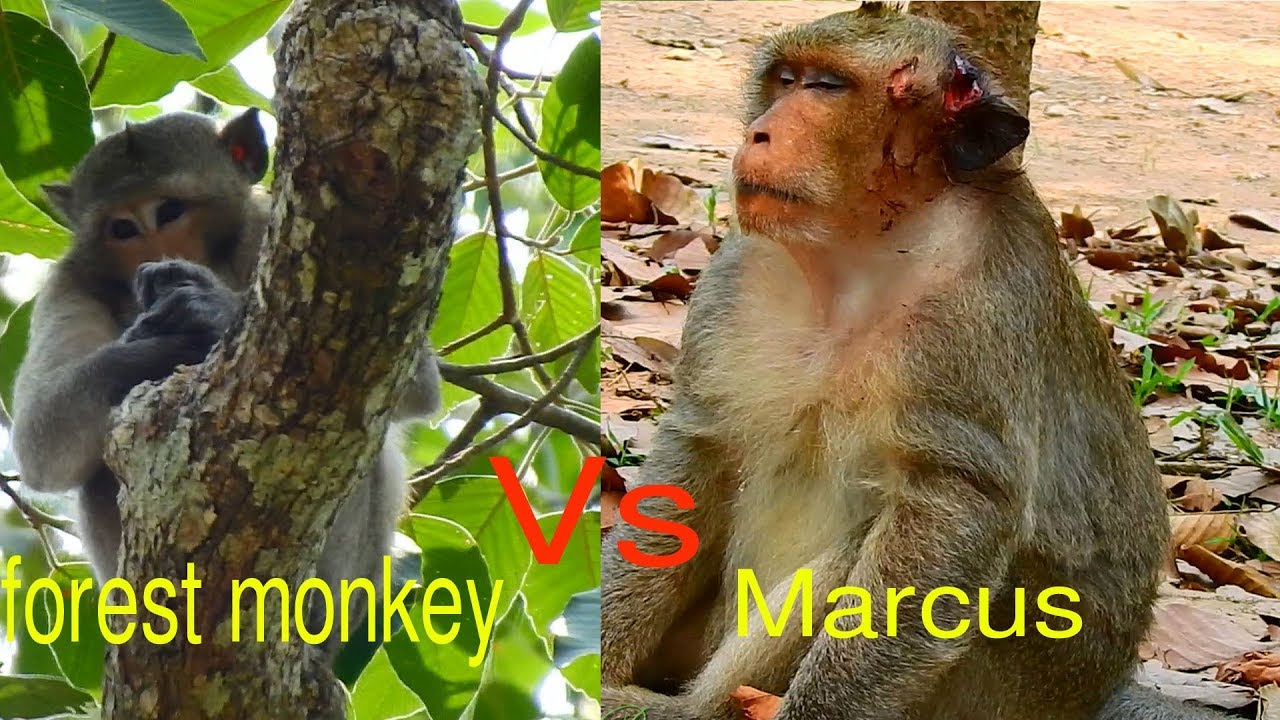 King Marcus fight with forest monkey make he hurt and got very very big ...