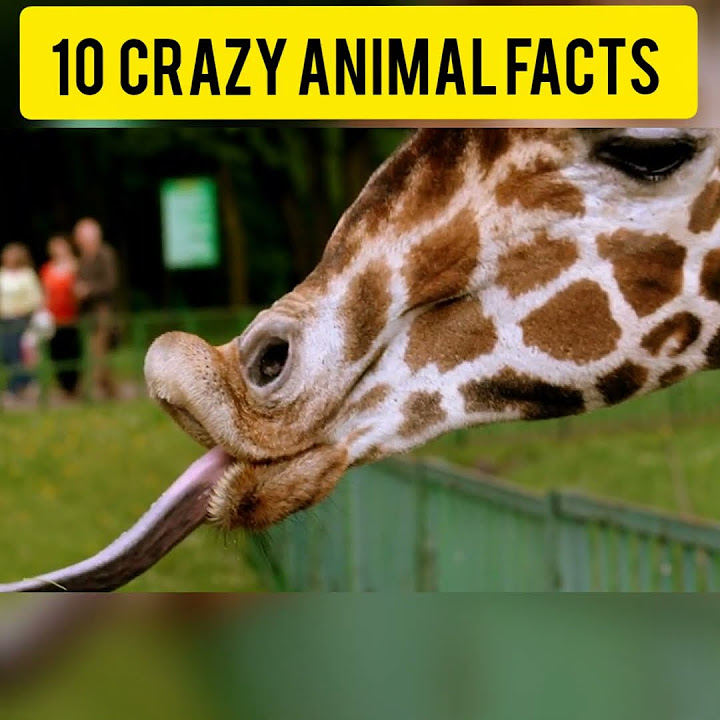 10 crazy animal facts| mind blowing facts| fact video #shorts - YouTube