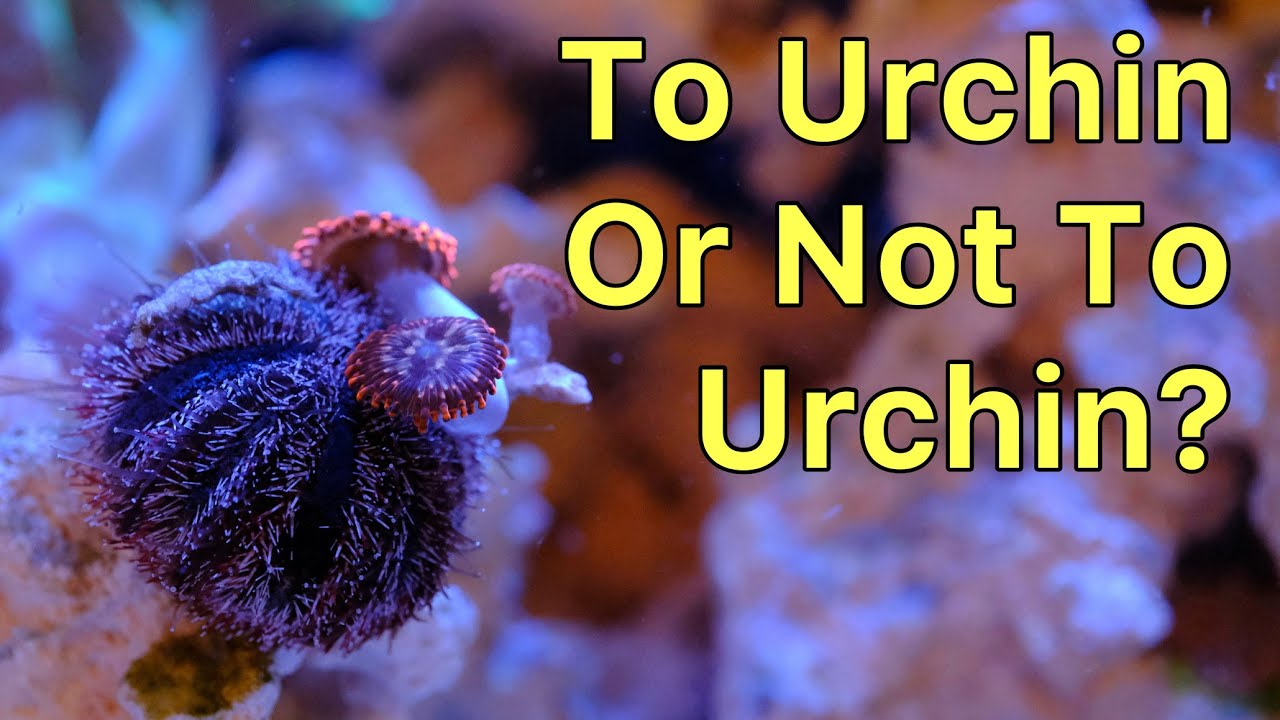 Urchin In The Red Sea 850-S? The Prestige Reef Dork Show Ep 47 - YouTube