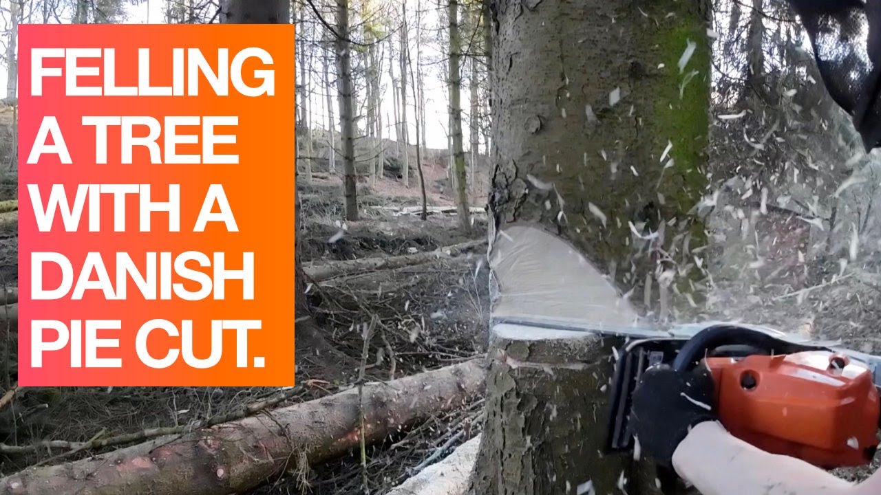 Felling a medium sized tree with a danish pie cut (and a few doses of ...