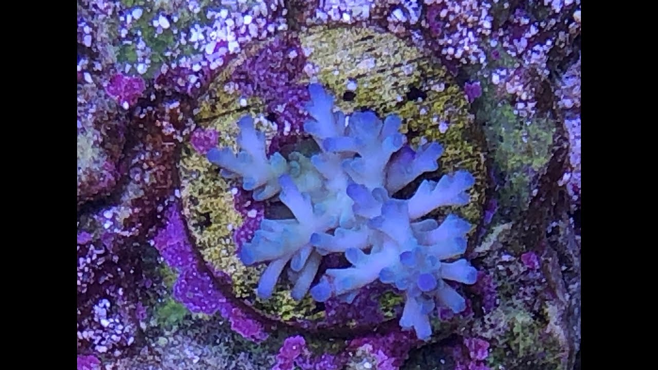 Red Sea Reefer 250 34 month update: Full sump tour, plans for new fish ...