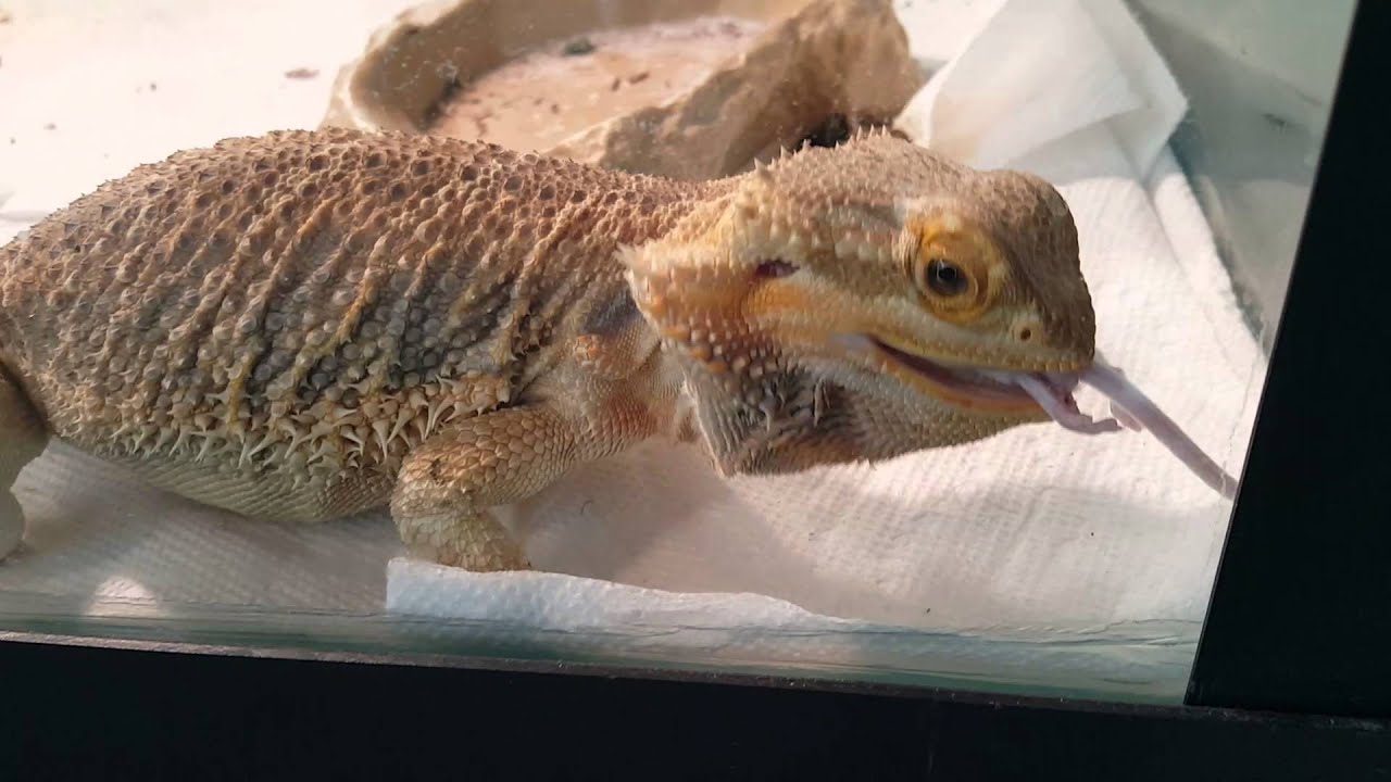 Bearded dragon eats mouse - YouTube