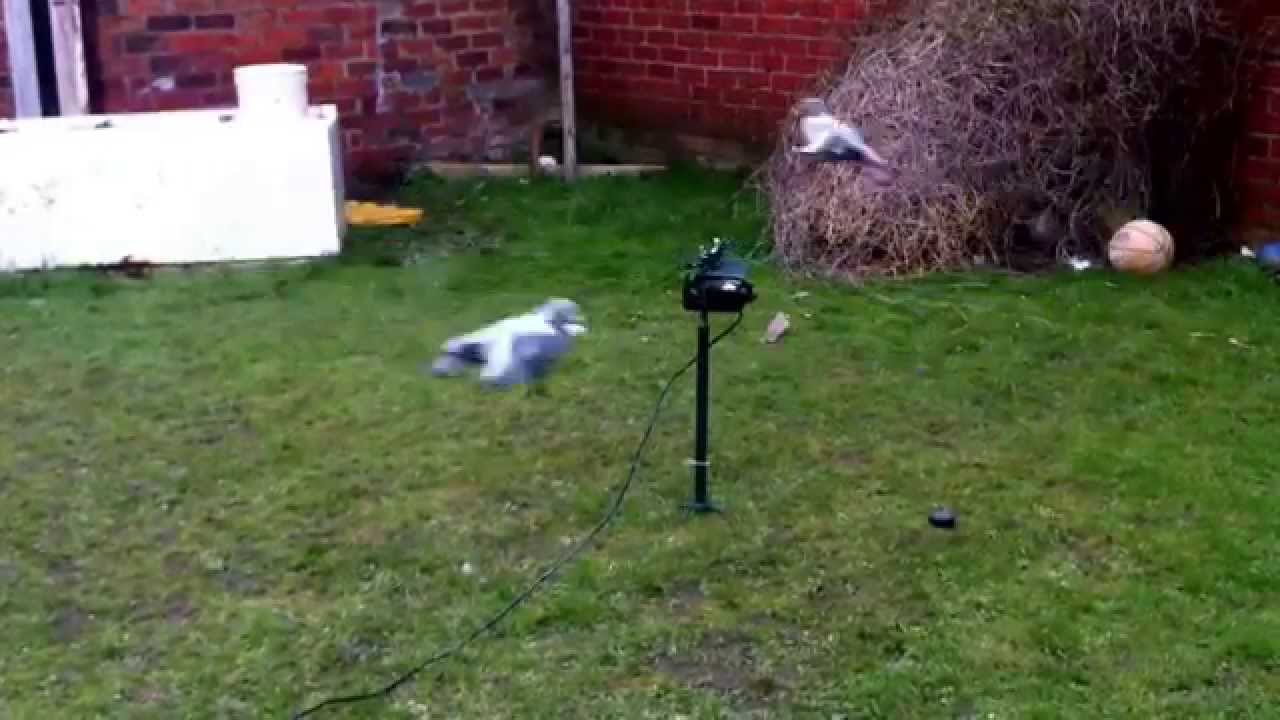 home made pigeon magnet - YouTube