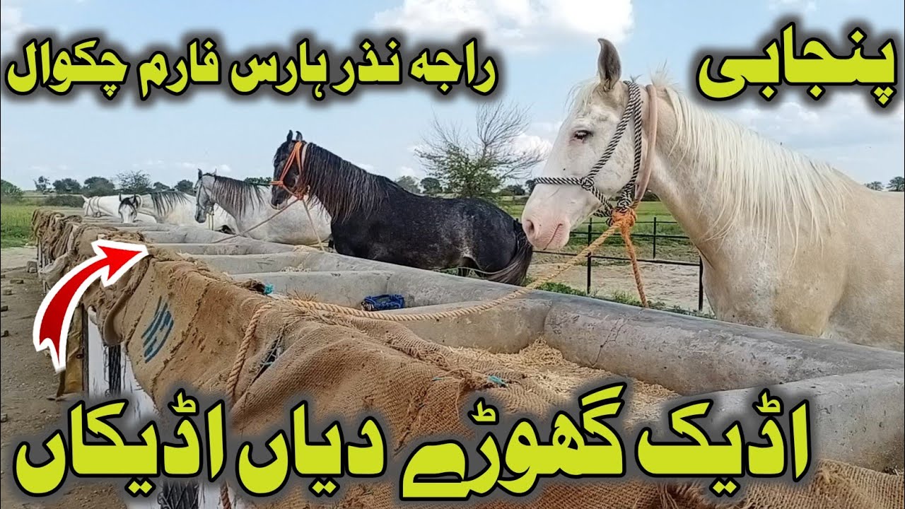 Stud Farm Chakwal | Raja Nazar Horse Farm Chakwal | Udeek Ghora ...