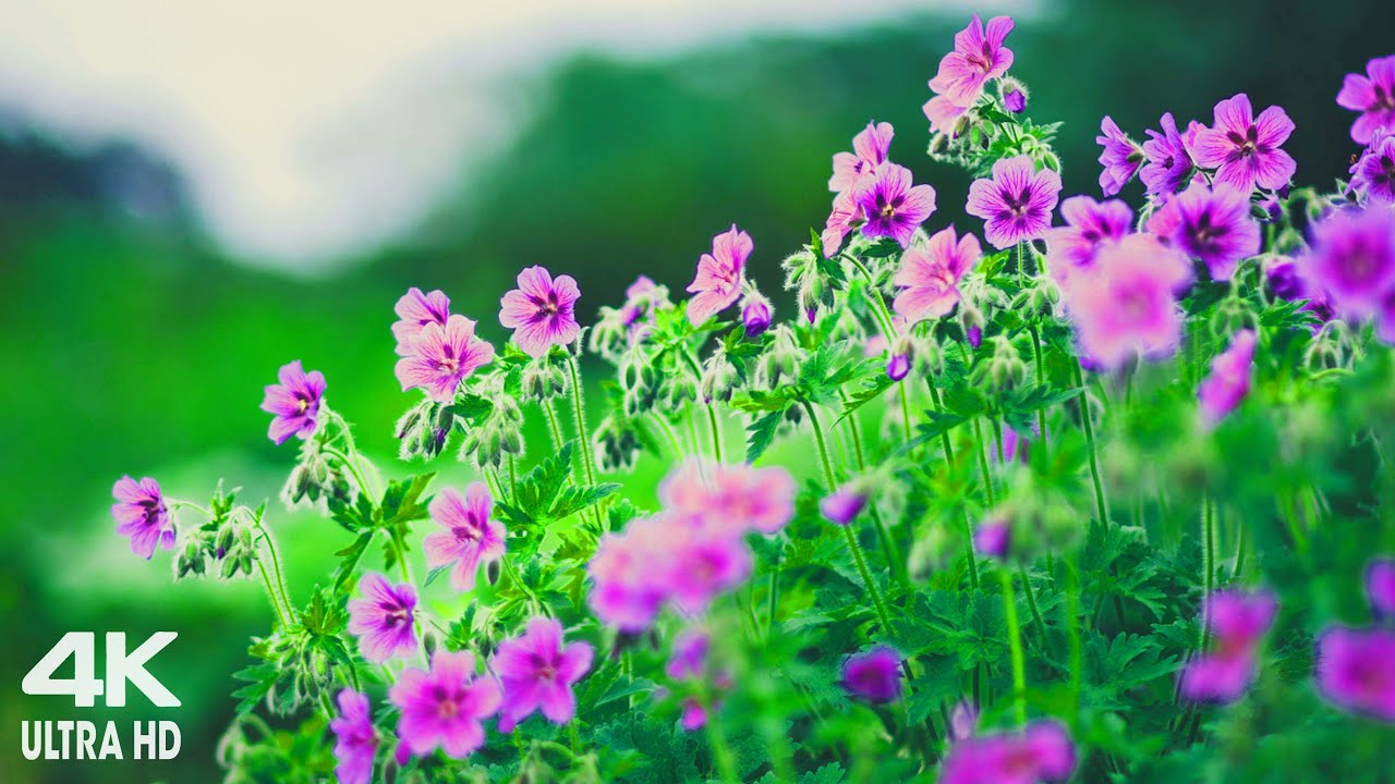 🍀[4K] Beautiful Relaxing Piano Music, Spring Soothing Instrumental ...