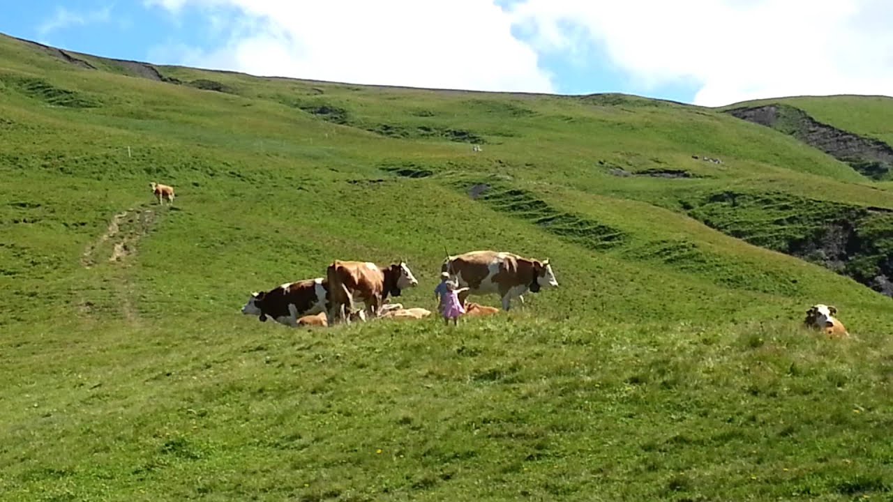 Wild kid chasing cows - YouTube