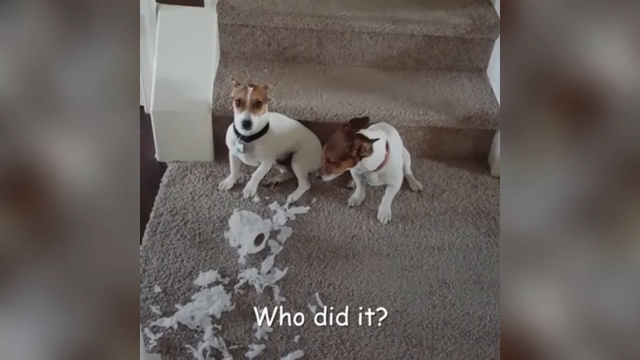 DOGS CAUGHT RED HANDED - FUNNY DOGS - YouTube