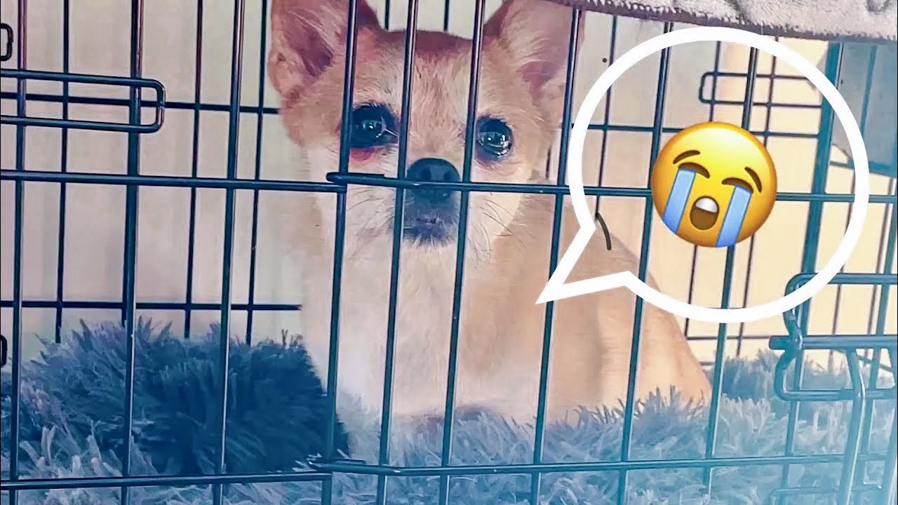 My chihuahua hissing and crying when left at home all day - YouTube
