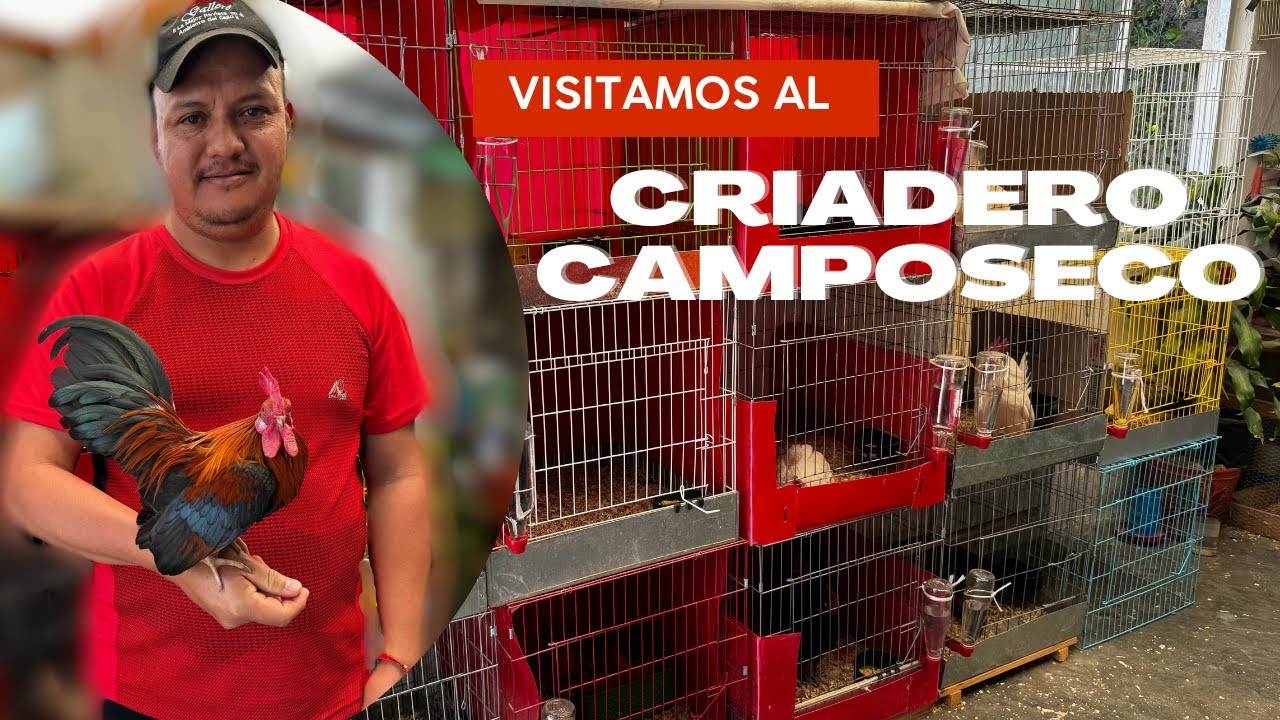 CONOCIENDO EL CRIADERO DE GALLITOS MINIATURA CAMPOSECO🔥 - YouTube