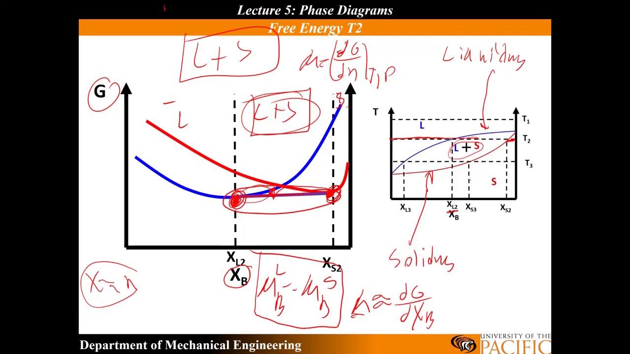 Materials Science Binary Phase Diagrams, Lens Diagram, Common Tangent ...