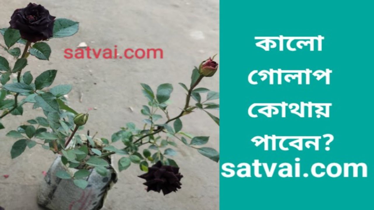 Black Rose Tree Plant in Bangladesh. - YouTube
