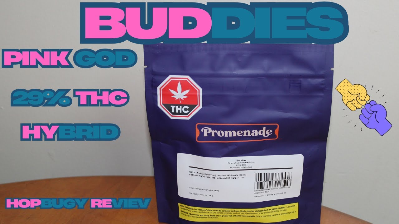 Promenade Buddies Pink God 29% THC Indica Pot Review - YouTube