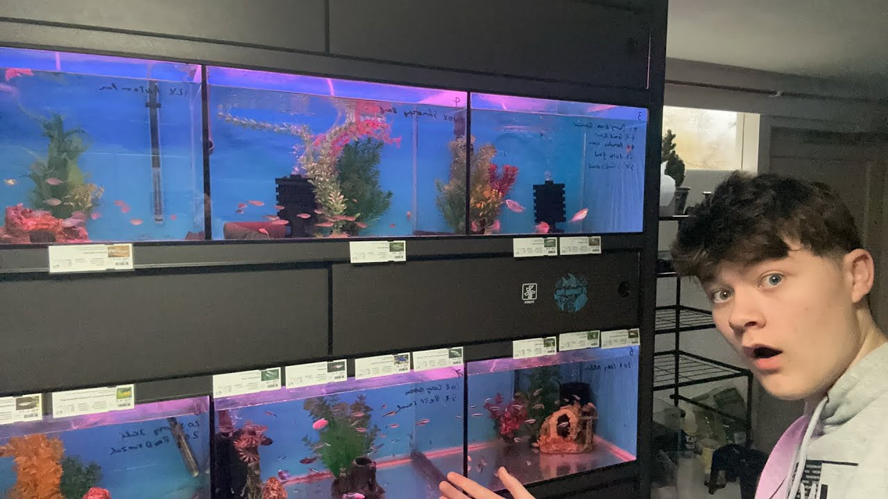 🔴 Live JT Keeping Fish // Preparing for a big fish shipment!! 🔴 - YouTube