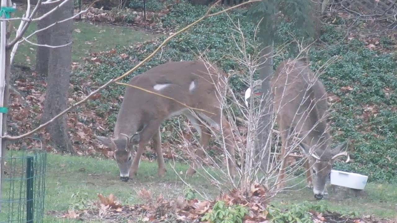 Deer Male Losing Hair Within Past 48 Hours Jan 6 2021 - YouTube
