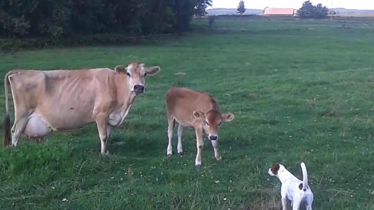 Krowy Jersey i Beauceron - YouTube