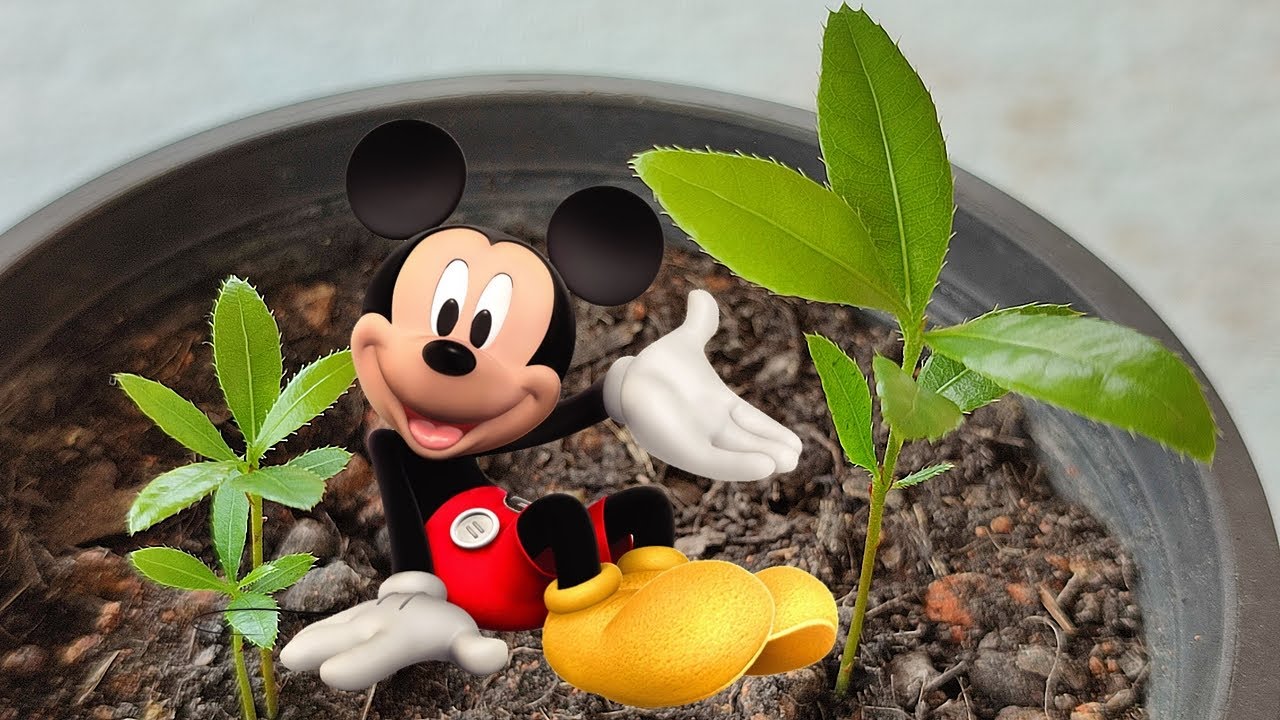 Grow Mickey Mouse Plant Seeds - Ochna serrulata - YouTube