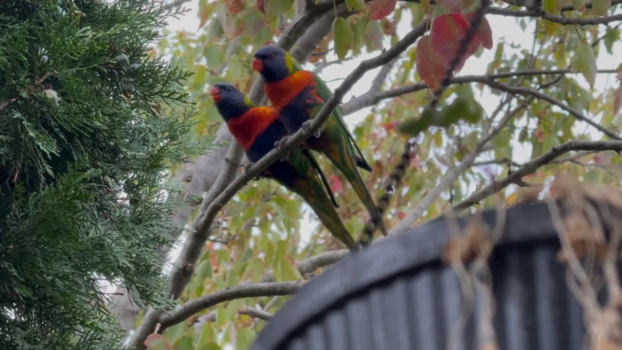 Rainbow Lorikeets at play - Two birds playing and singing together ...