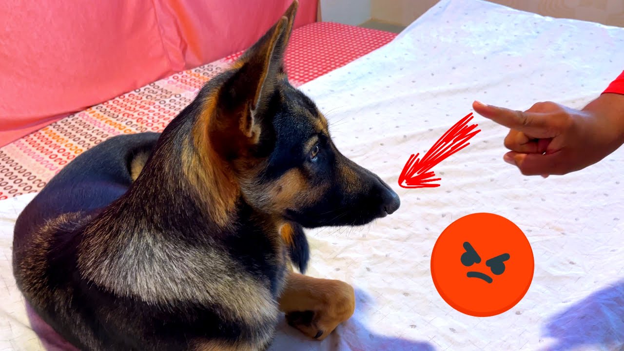 Booping My Dog Too Many Times [BEST REACTIONS EVER!!!] 'Boop The Snoot ...
