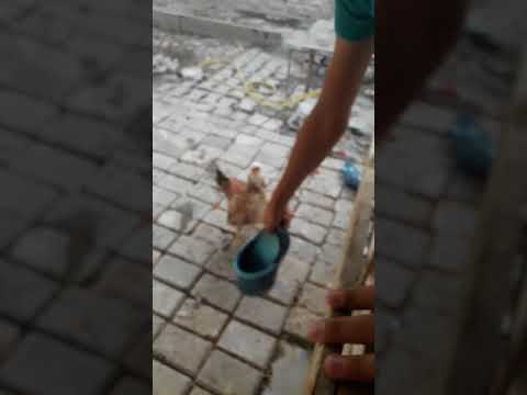 TAVUĞUN TERLİKLE İMTAHANI😂😂😂😂😂😂