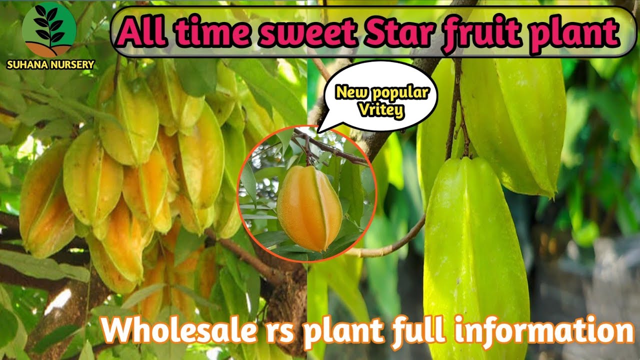 All time sweet Star fruit plant farming full information and all over ...