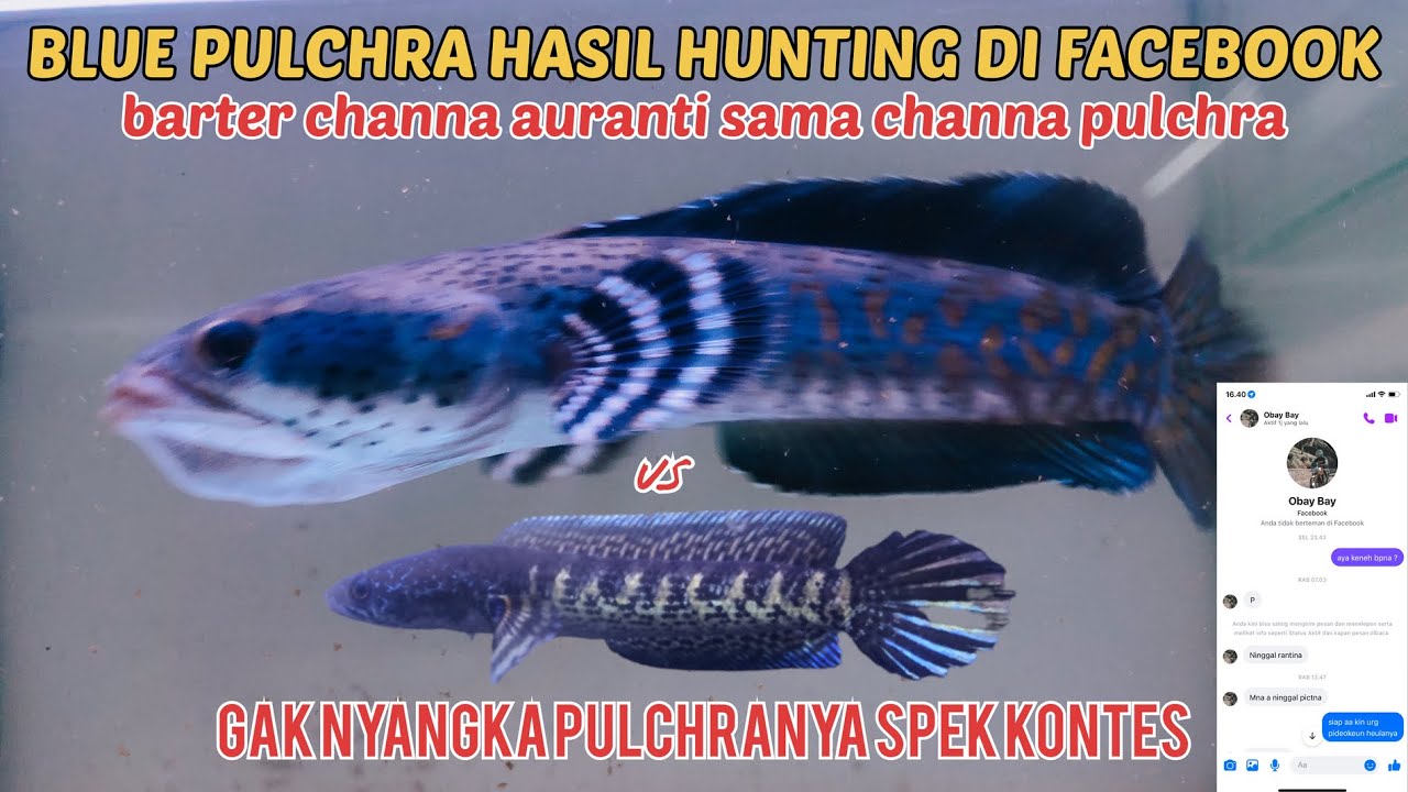 Barter Channa Auranti dengan Channa Blue Pulchra || dapat CHANNA BLUE ...