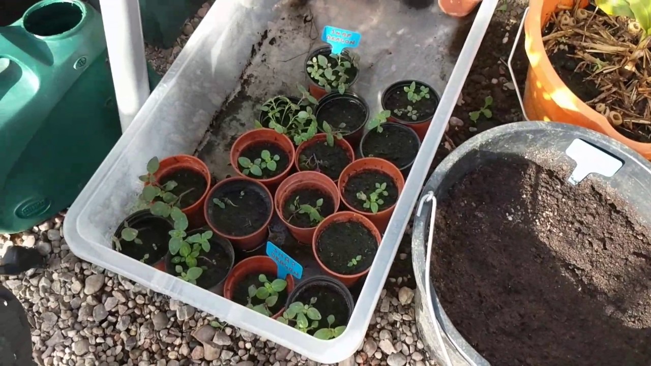 Allotment update #4 greenhouse tour and growing asparagus in containers ...