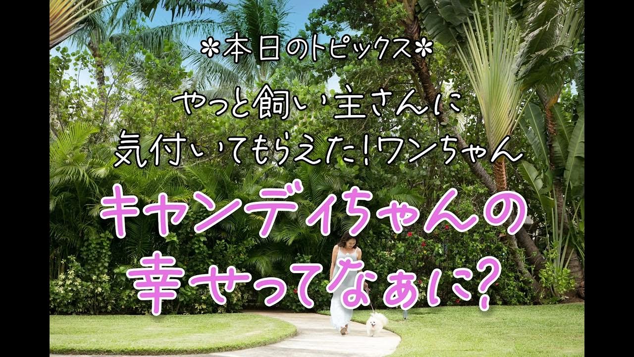 Clubhouse やっと飼い主さんに気付いてもらえた!ワンちゃん「キャンディちゃんの幸せってなぁに?」 Youtube