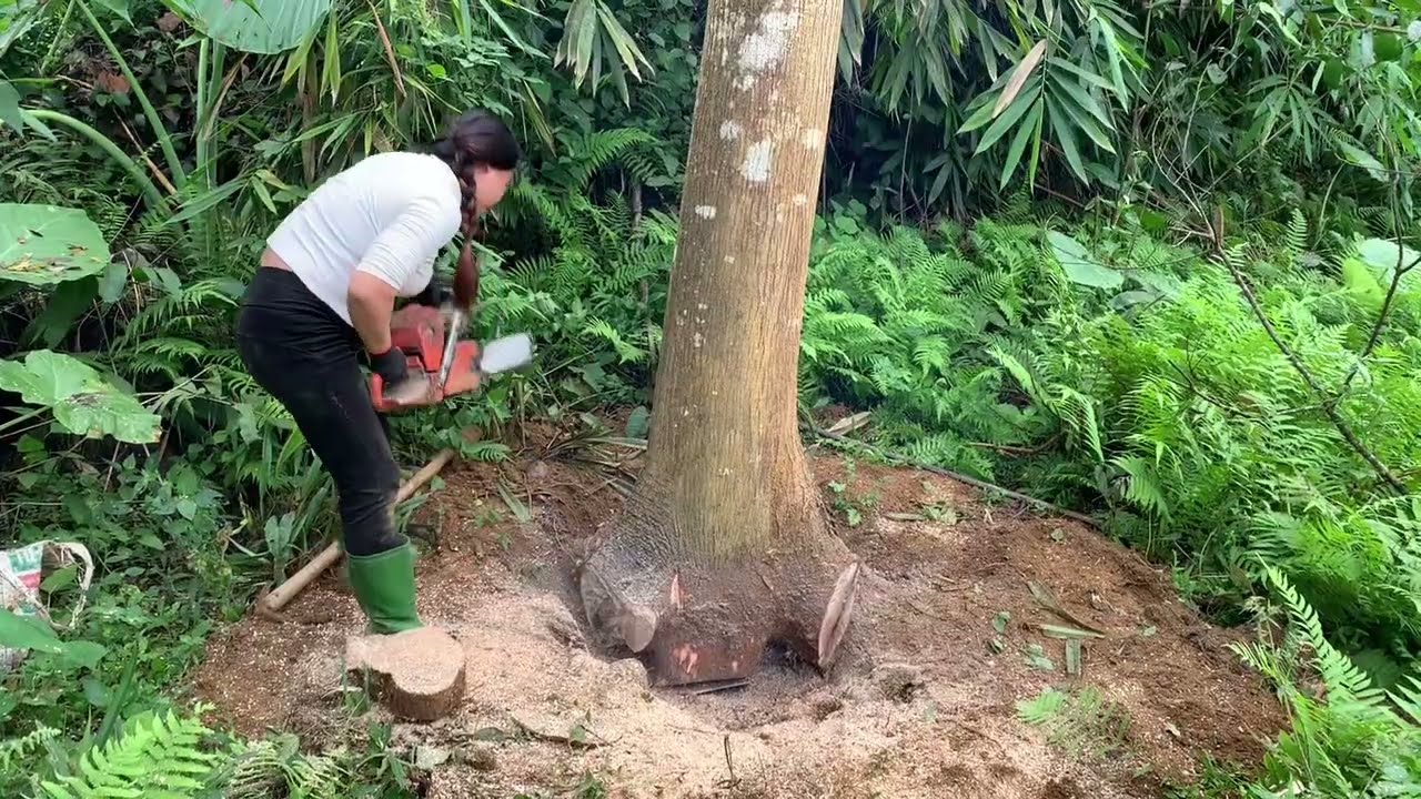 agricultural vehicle transporting timber girl alone logging giant tree ...