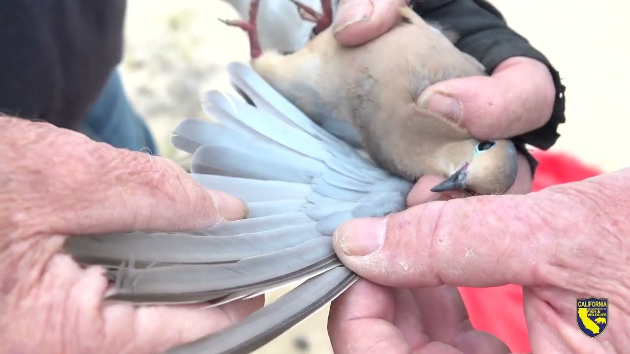 Banding of Mourning Doves - YouTube