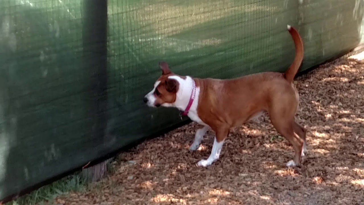 So funny! Maddie gets lizard and then Chonies happens - YouTube