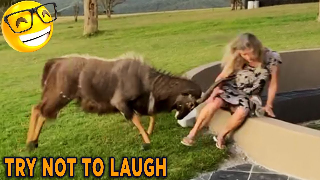 Ultimate Funny Videos Clips - YouTube