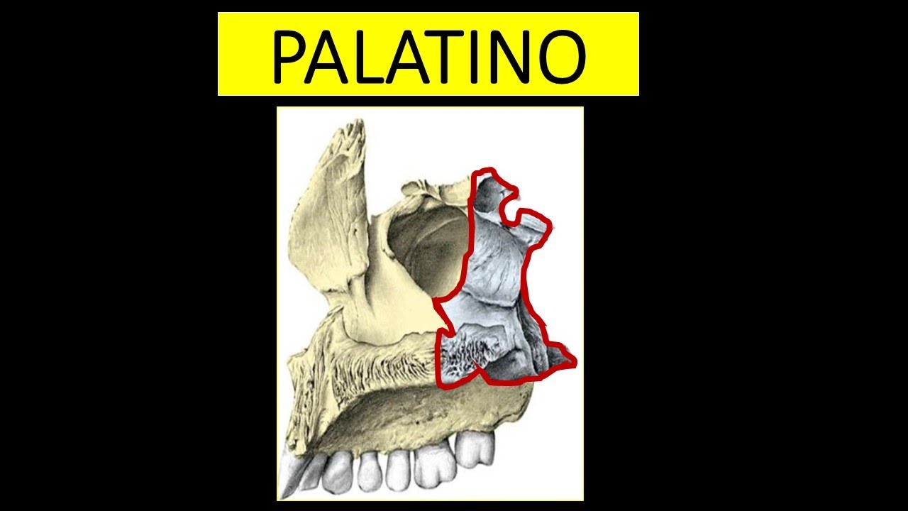 ANATOMÍA ES FÁCIL - PALATINO EN 4 MINUTOS - YouTube
