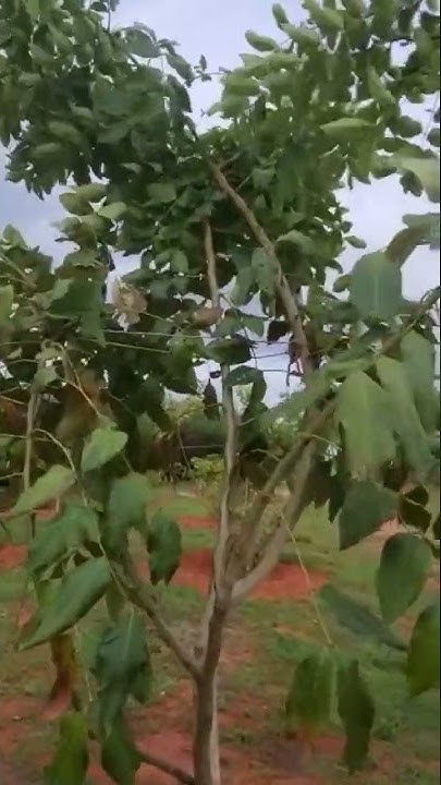 kondrai maram - YouTube