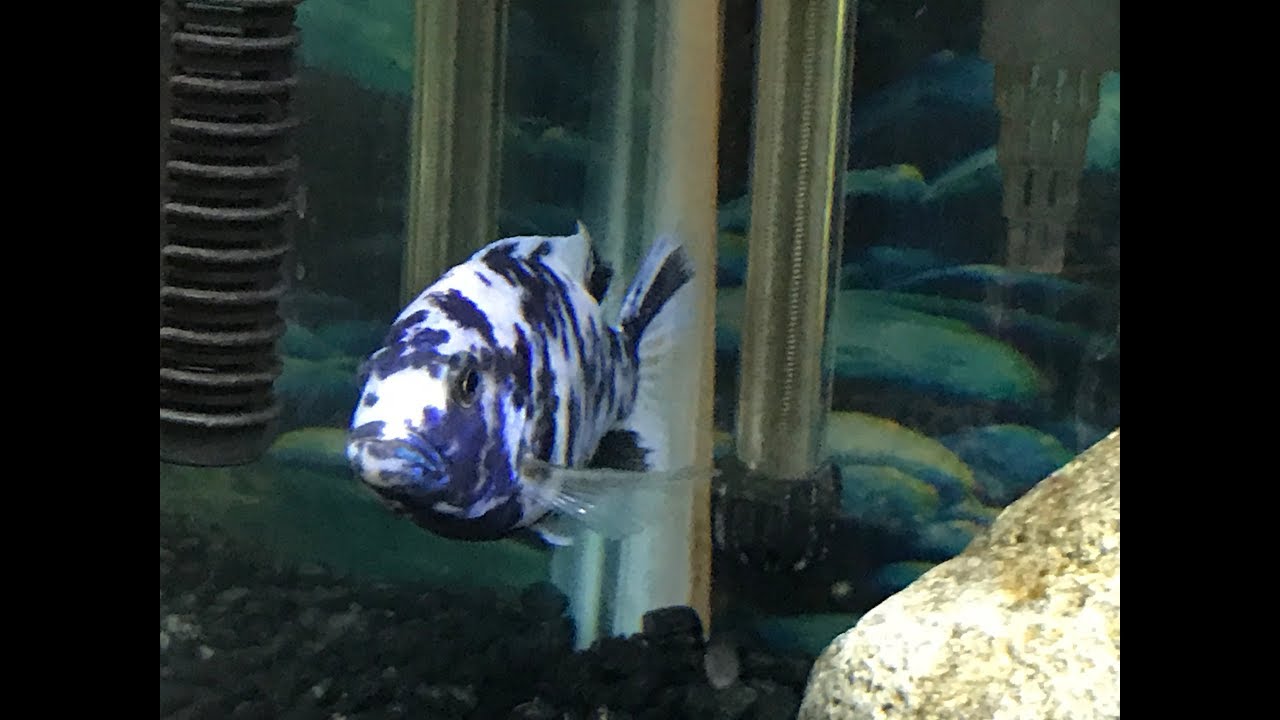 Blueberry OB Zebra Metriaclim - YouTube