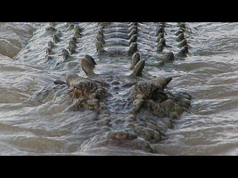 Path of titans Deinosuchus vs Moose on steroids. - YouTube