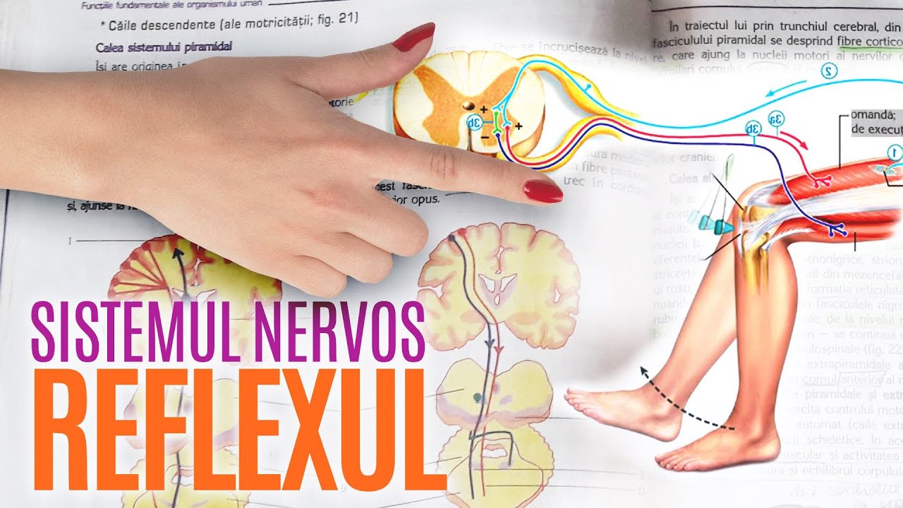 ADMITERE LA MEDICINĂ: Reflexul - YouTube