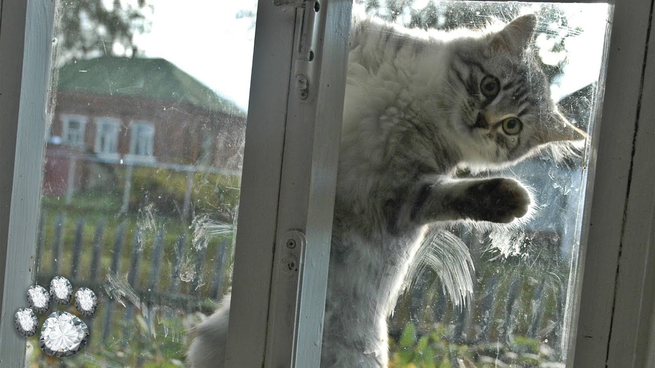 The Discarded Cat Looked in the Windows of Her Home Every Day - YouTube