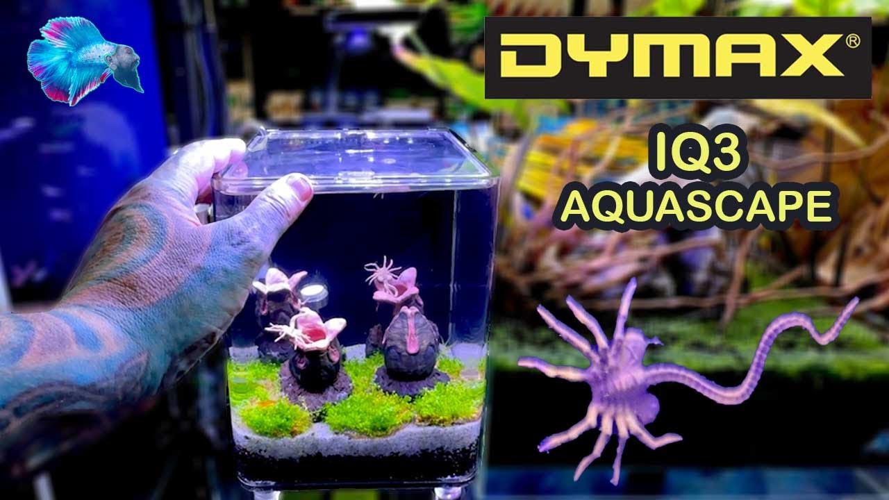 THIS NANO TANK IS AWESOME! DYMAX IQ3 Unbox & Scape Pauls Aquariums ...