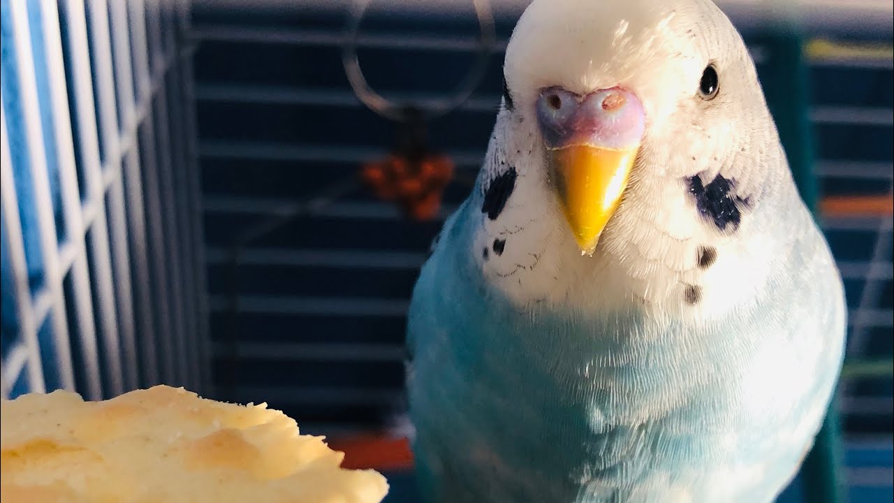 Budgie eating crackers - YouTube
